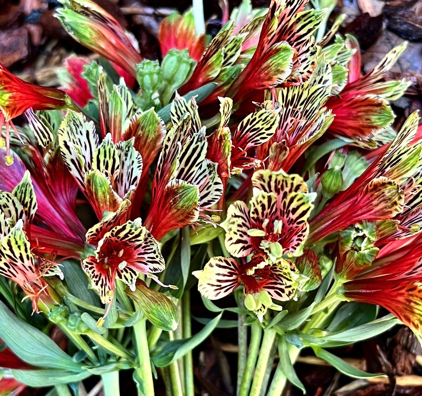 12 Red Exotic Flower Perennial Tubers Peruvian Lilies Alstroemeria Lily ...