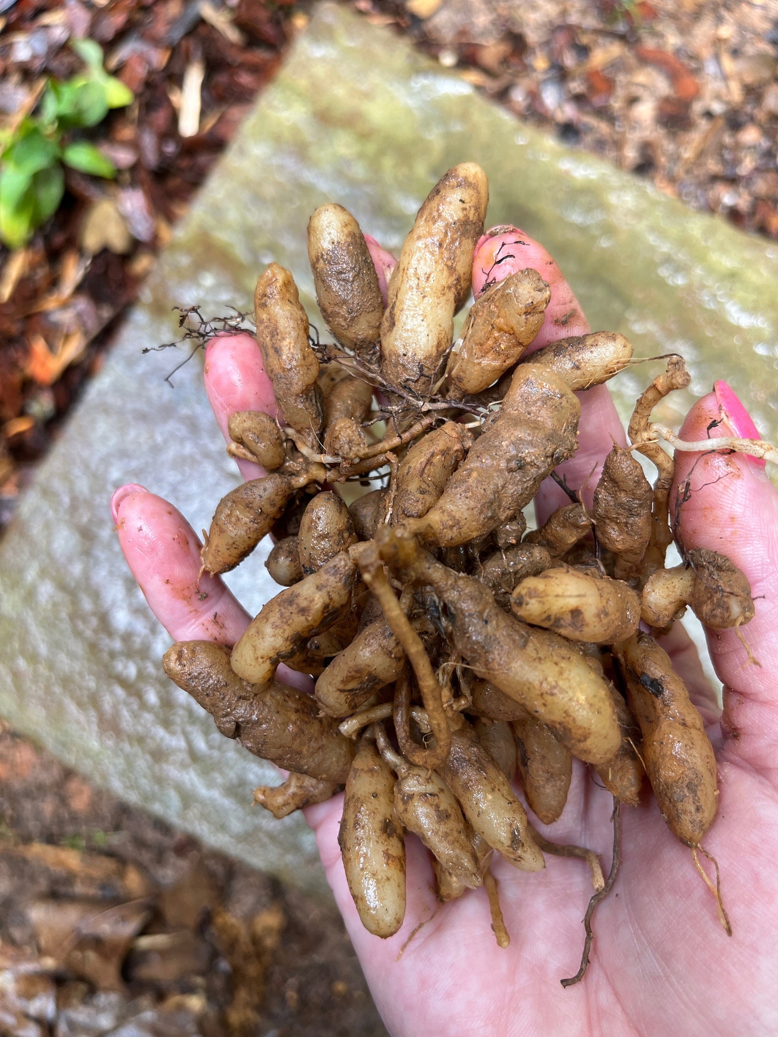 30 Alstroemeria Lily Tubers Exotic Flower Perennial Lily Plant Peruvian ...