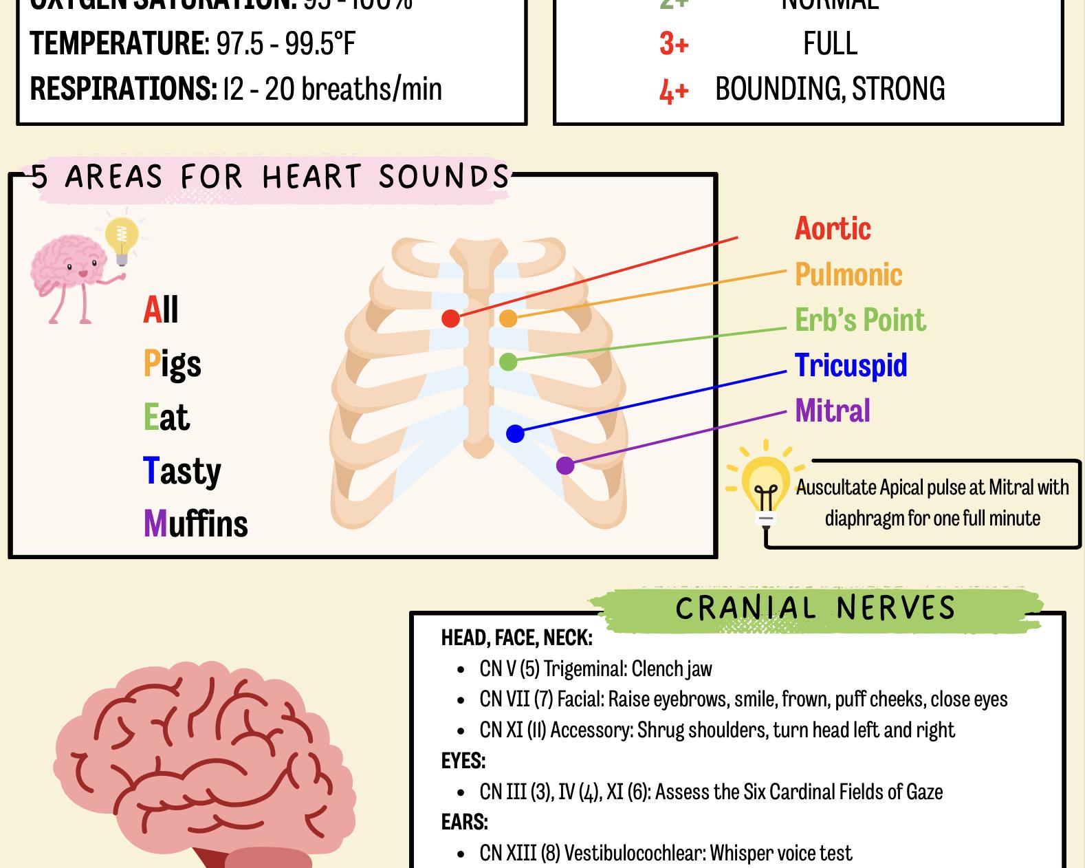 Head to Toe Nursing Assessment PDF | Clinical Cheat Sheet for Nursing ...