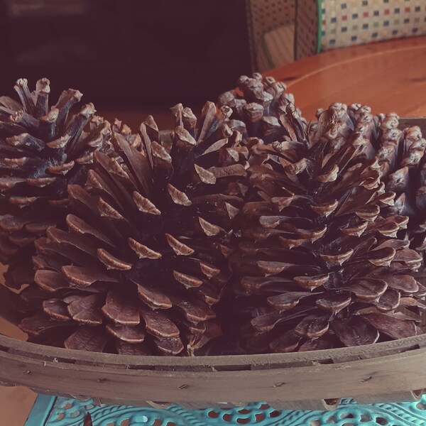 Large Pine Cones - Etsy
