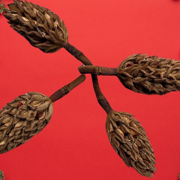 Tree Seed Pods - Etsy