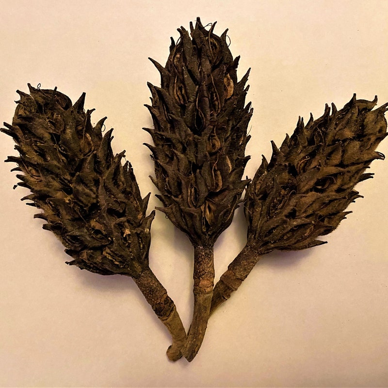 Magnolia Cones - Etsy