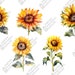 Watercolor Sunflowers Clipart, 30 Fall Sunflower Floral Bouquets ...