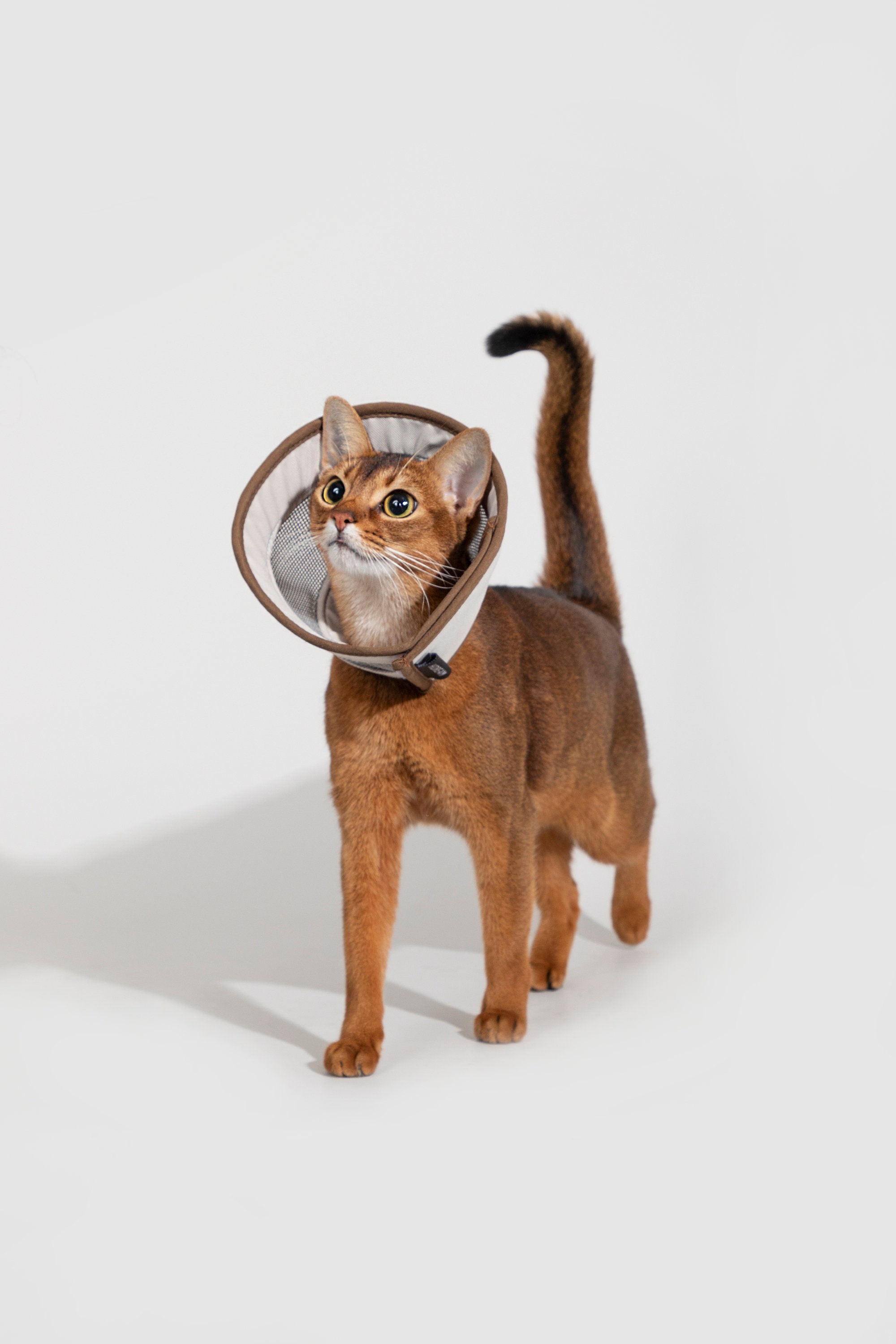 Dog and Cat Post-op Collar/cone - Etsy