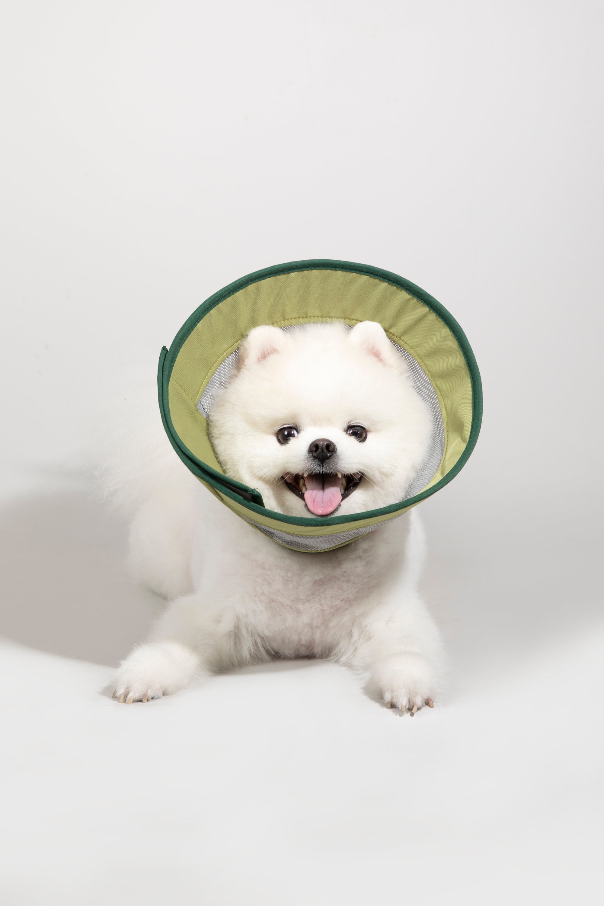 Dog and Cat Post-op Collar/cone - Etsy