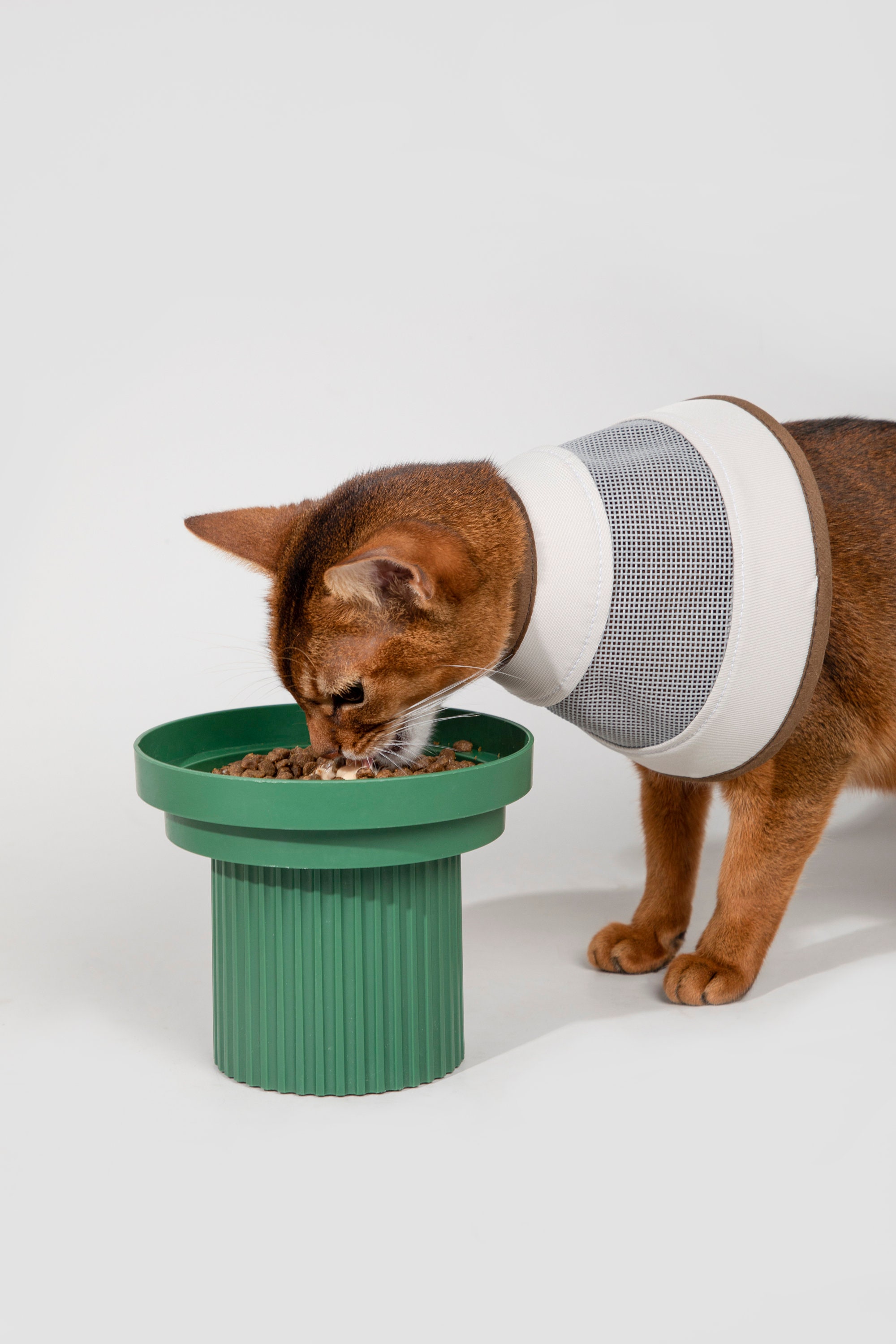 Dog and Cat Post-op Collar/cone - Etsy