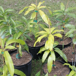 Grafted M-4 Mango Live Fruit Tree 3 Gallon. - Etsy