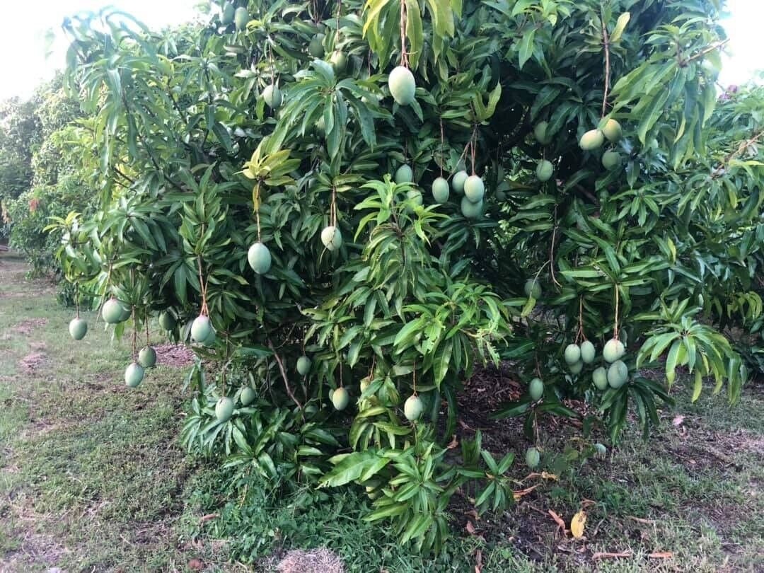 Grafted Sugarloaf E4 Mango Live Fruit Tree 3 Gallon - Etsy