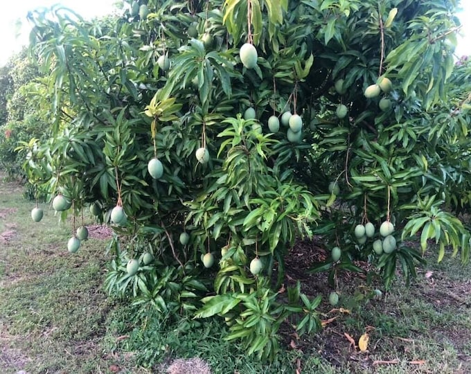 Grafted Sugarloaf E4 Mango Live Fruit Tree 3 Gallon - Etsy