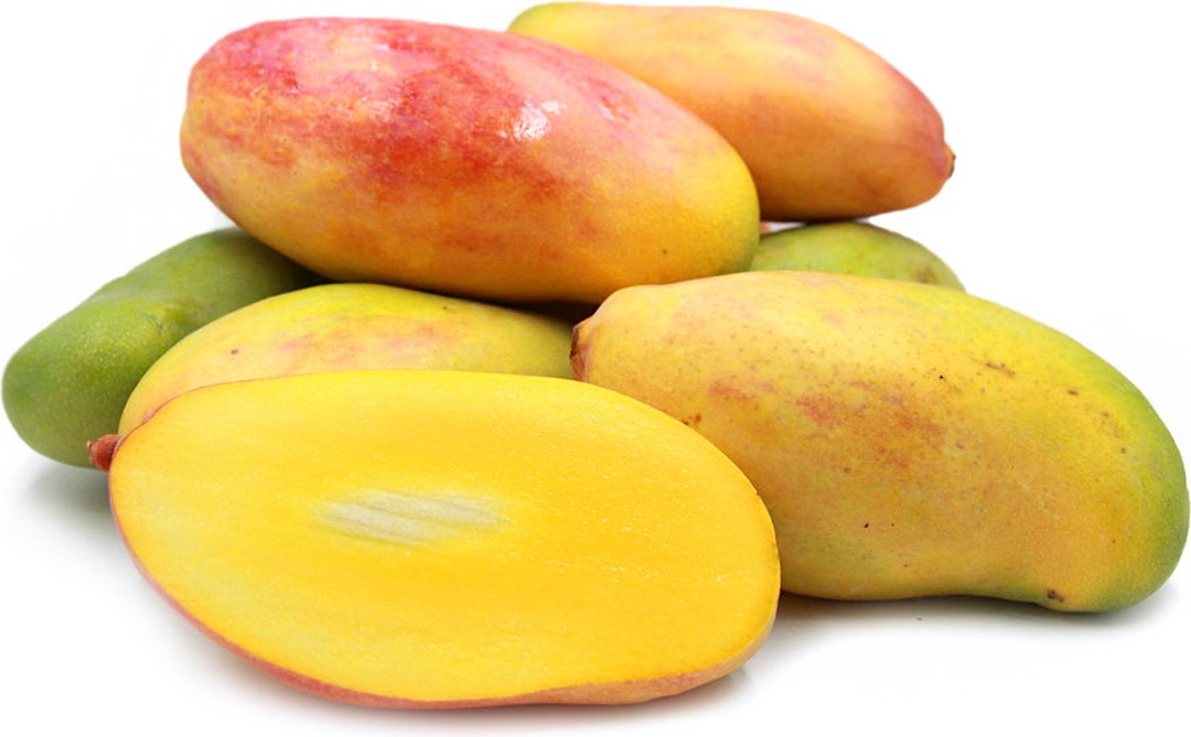 Valencia Pride Mango Tree Grafted Live in Three Gallon Pot - Etsy