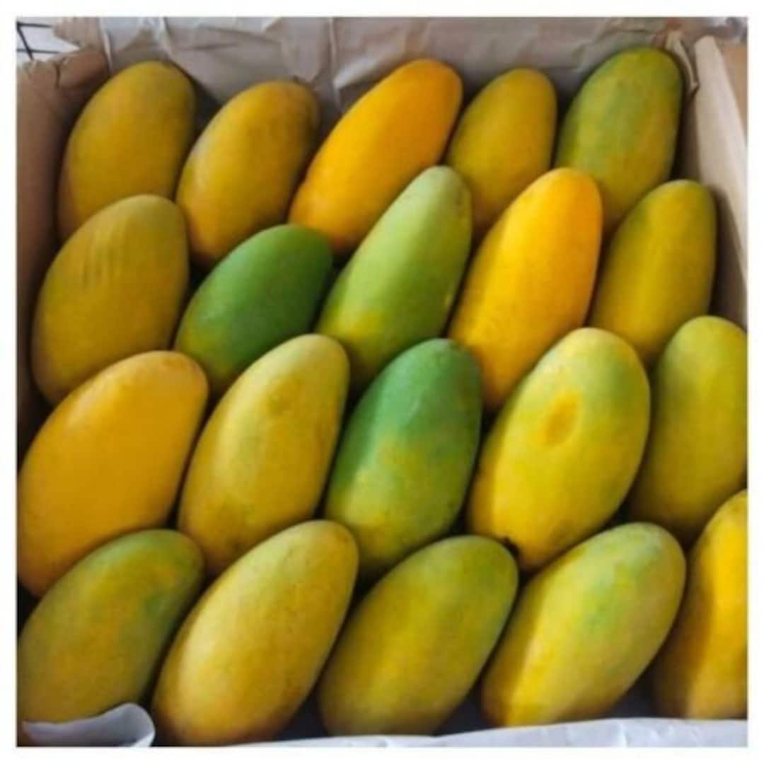 Dasheri Duseri Mango Tree Grafted Live in Three Gallon Pot - Etsy