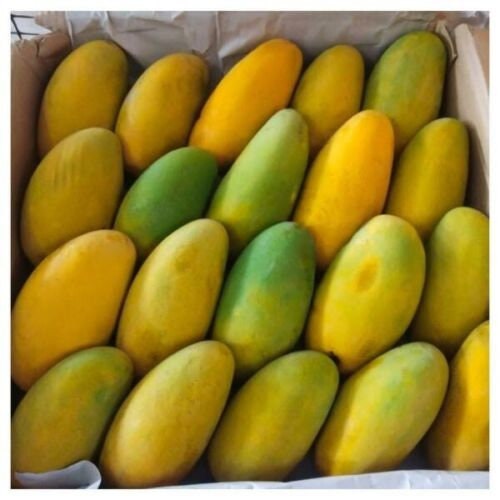 Dasheri Duseri Mango Tree Grafted Live in Three Gallon Pot - Etsy