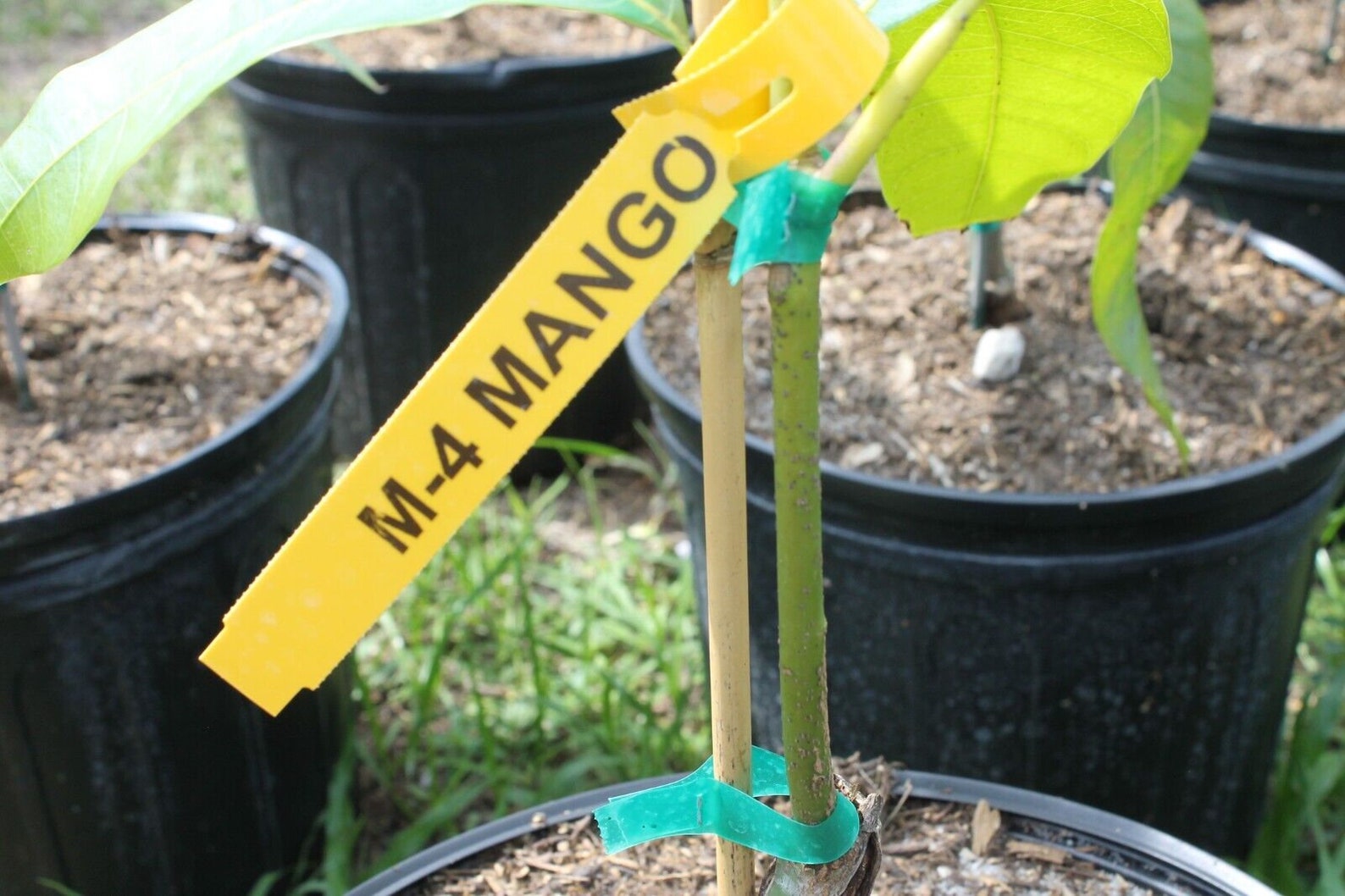 Grafted M-4 Mango Live Fruit Tree 3 Gallon. - Etsy