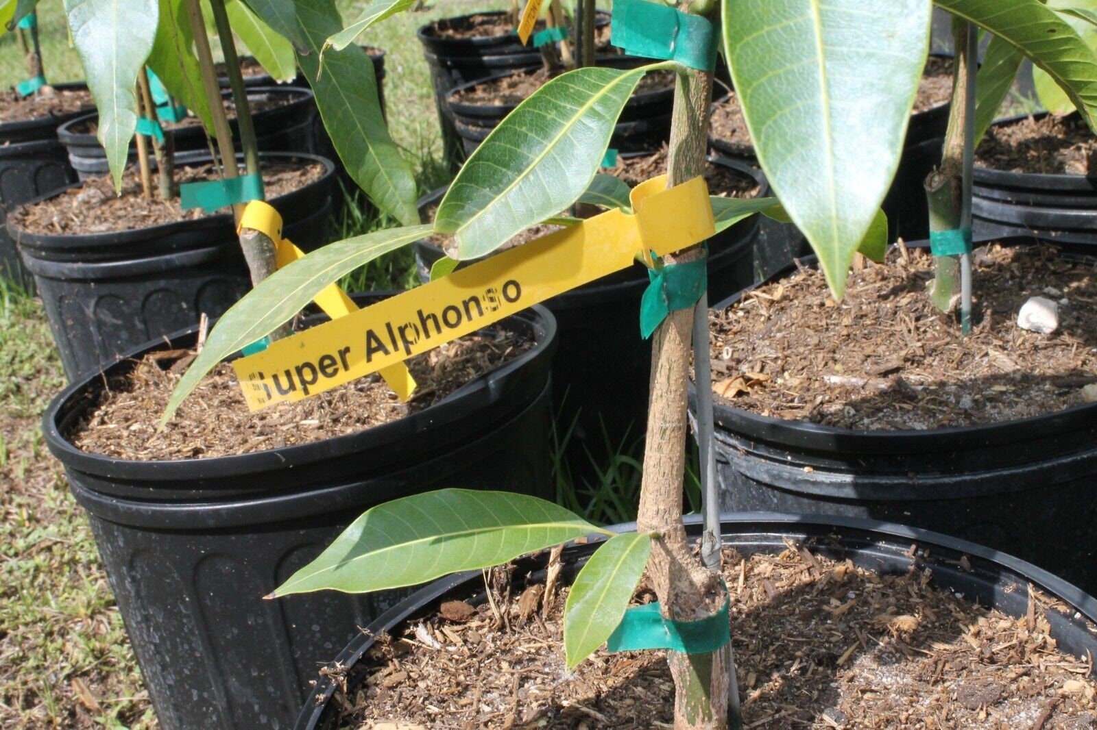 GRAFTED Super Alphonso Mango Live Plant in 3 Gallon Pot - Etsy
