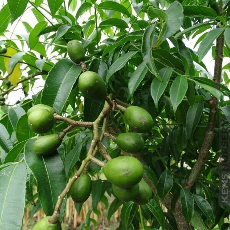 Sugar Plum Tree - Etsy