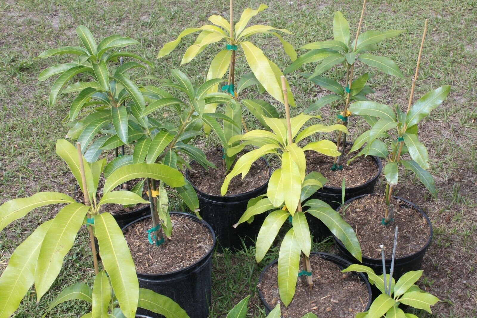 GRAFTED Super Alphonso Mango Live Plant in 3 Gallon Pot - Etsy