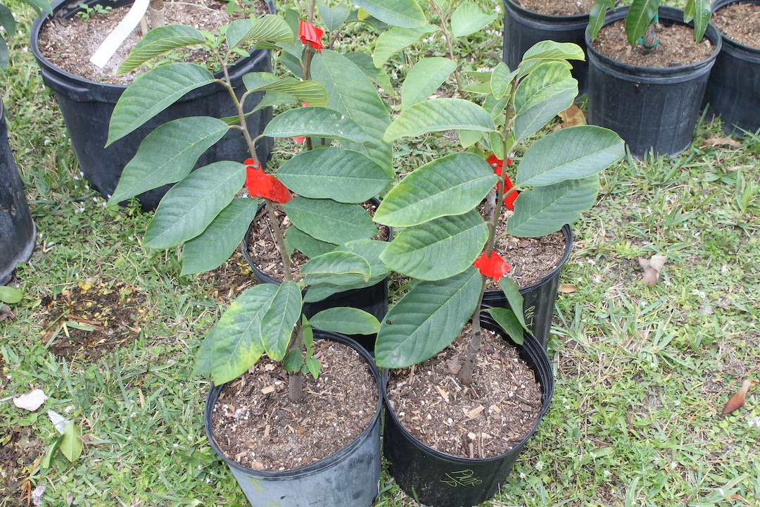 Grafted Painters Cherilata Live Fruit Tree 3 Gallon - Etsy