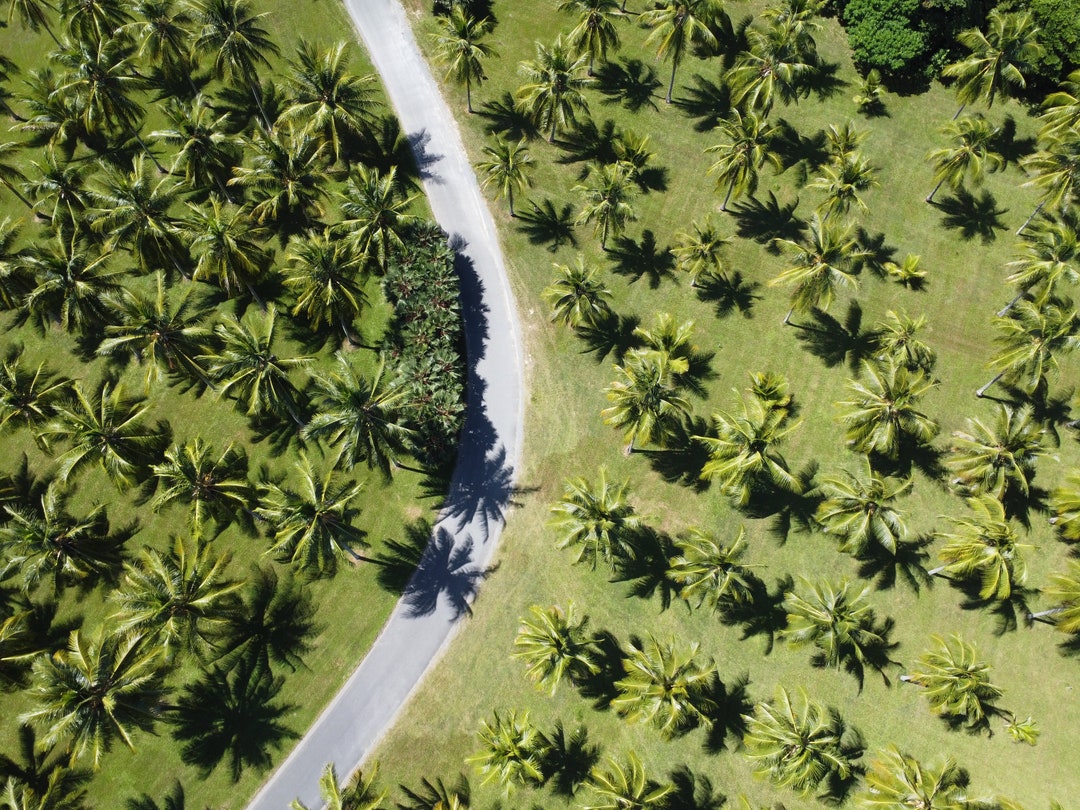 Tropical Palm Tree Field Queensland, Nature Landscape Photography ...