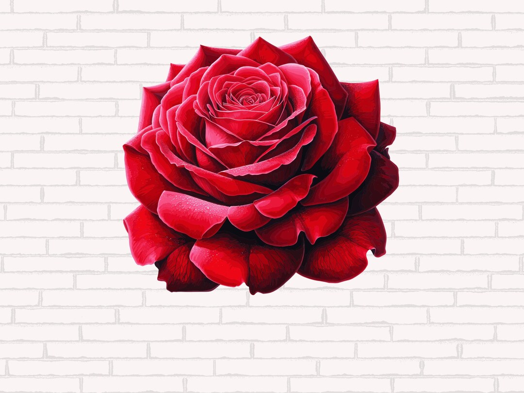 Red Rose Illustration SVG Bundle, Digital Download, 6 File Types ...