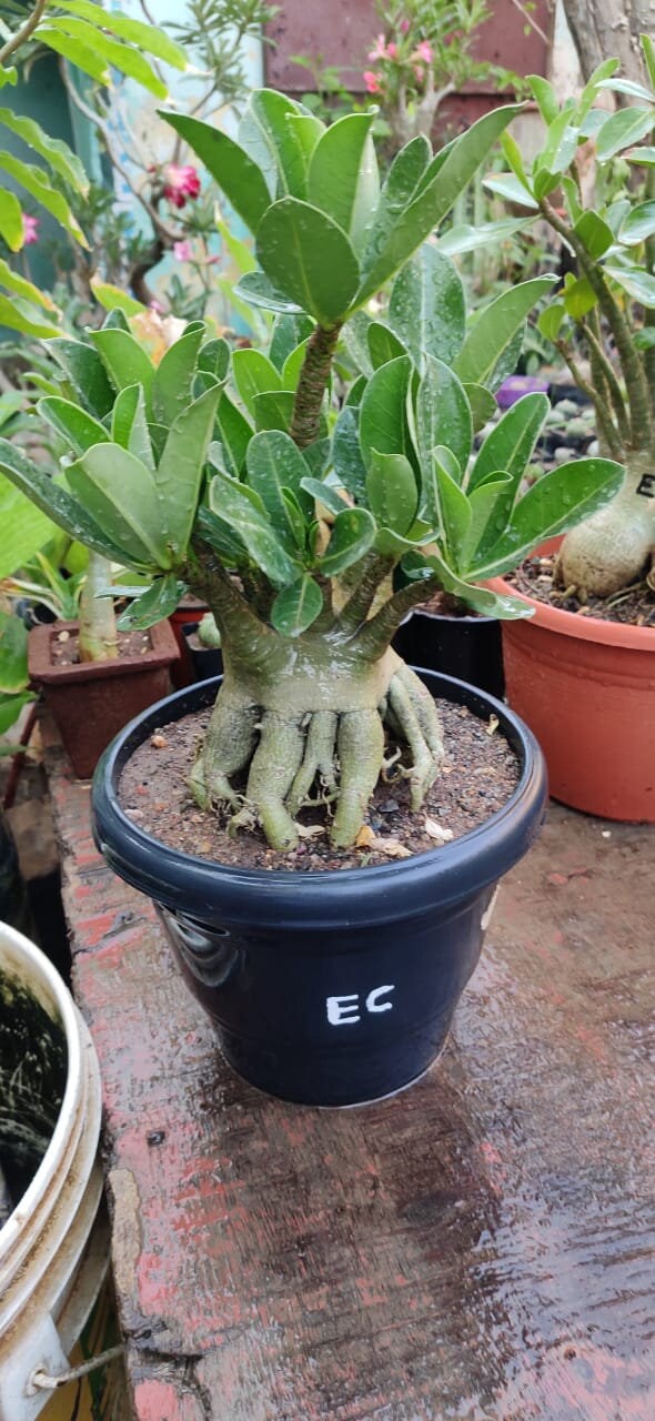 Adenium Arabicum Emerald Crown - Etsy Australia