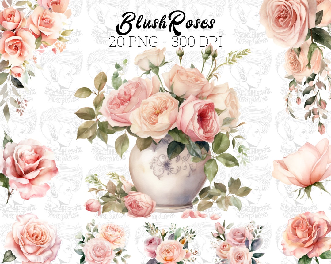 Blush Rose PNG Images - 20 Transparent, High-quality 300 DPI Images for ...