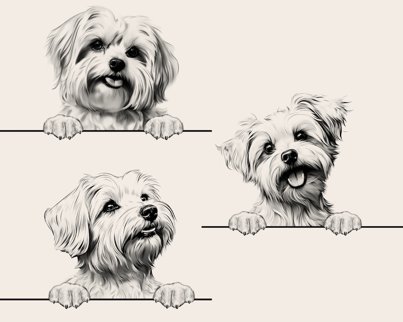 Maltese Dog Line Art: Peeking Puppy SVG, PNG, JPG - Etsy