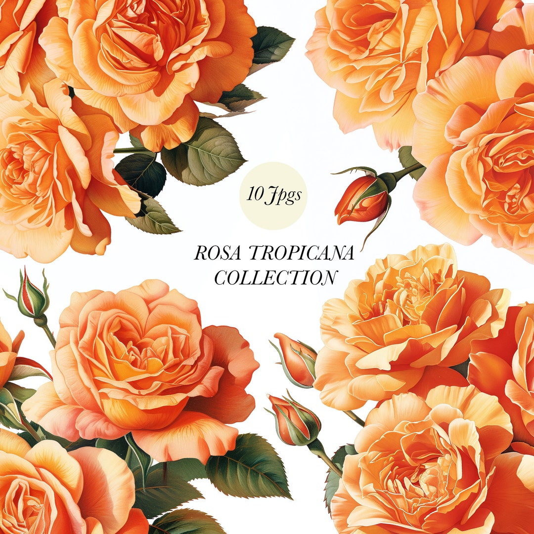 Watercolor Orange Roses Clipart: Rosa Tropicana Collection (digital ...