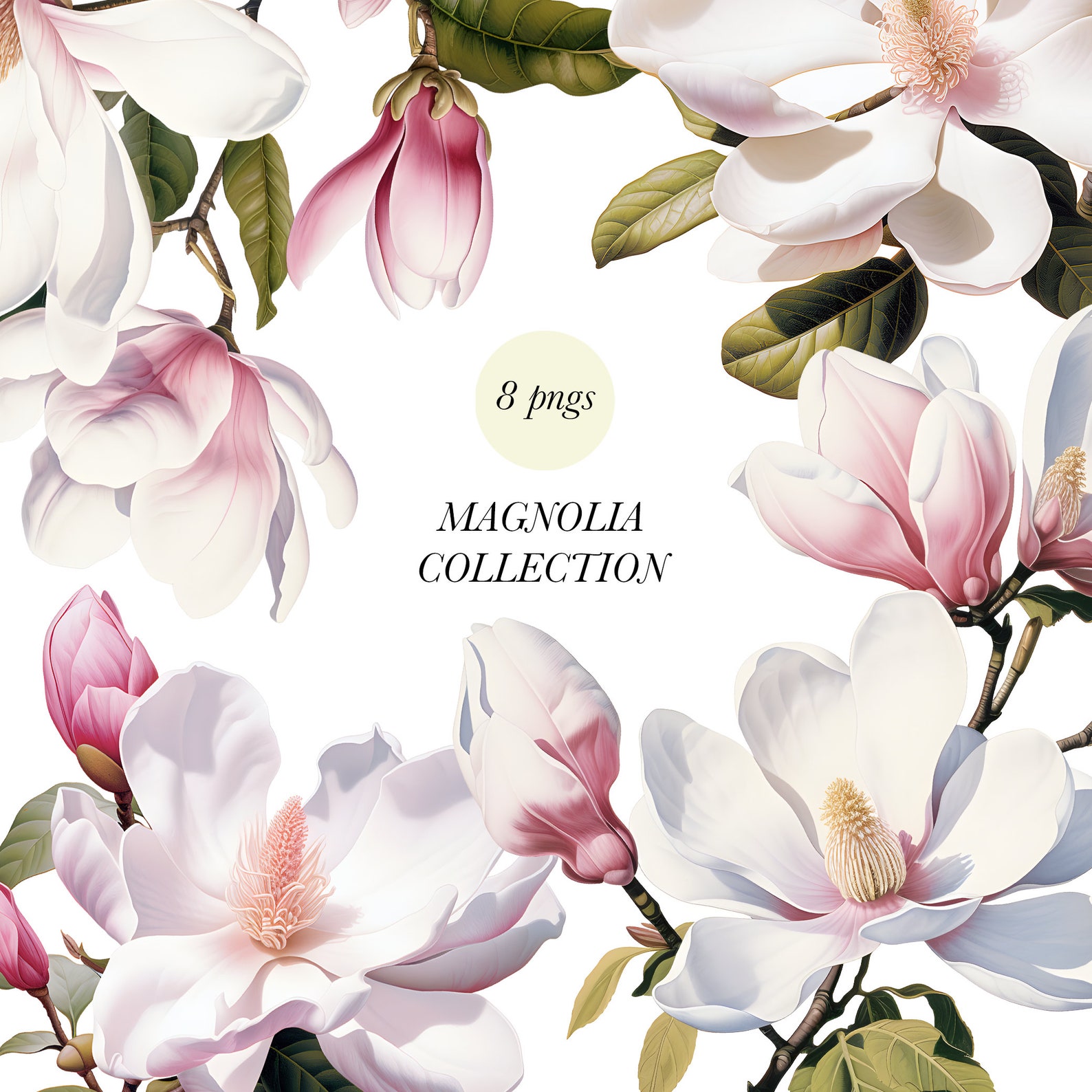Magnolia Collection, Watercolour Magnolia, White Magnolia Illustration ...