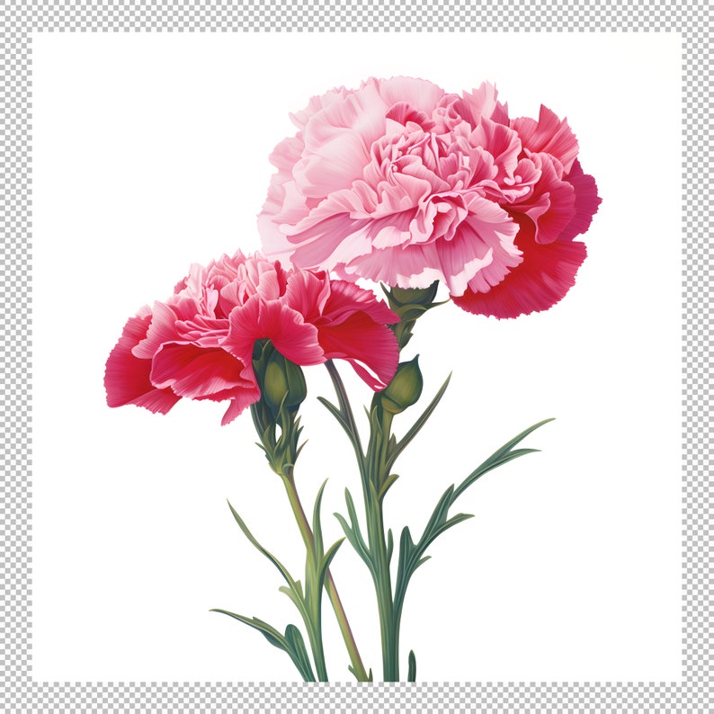 Pink and Red Carnation, Watercolour Carnation, Pink and Red Carnation ...