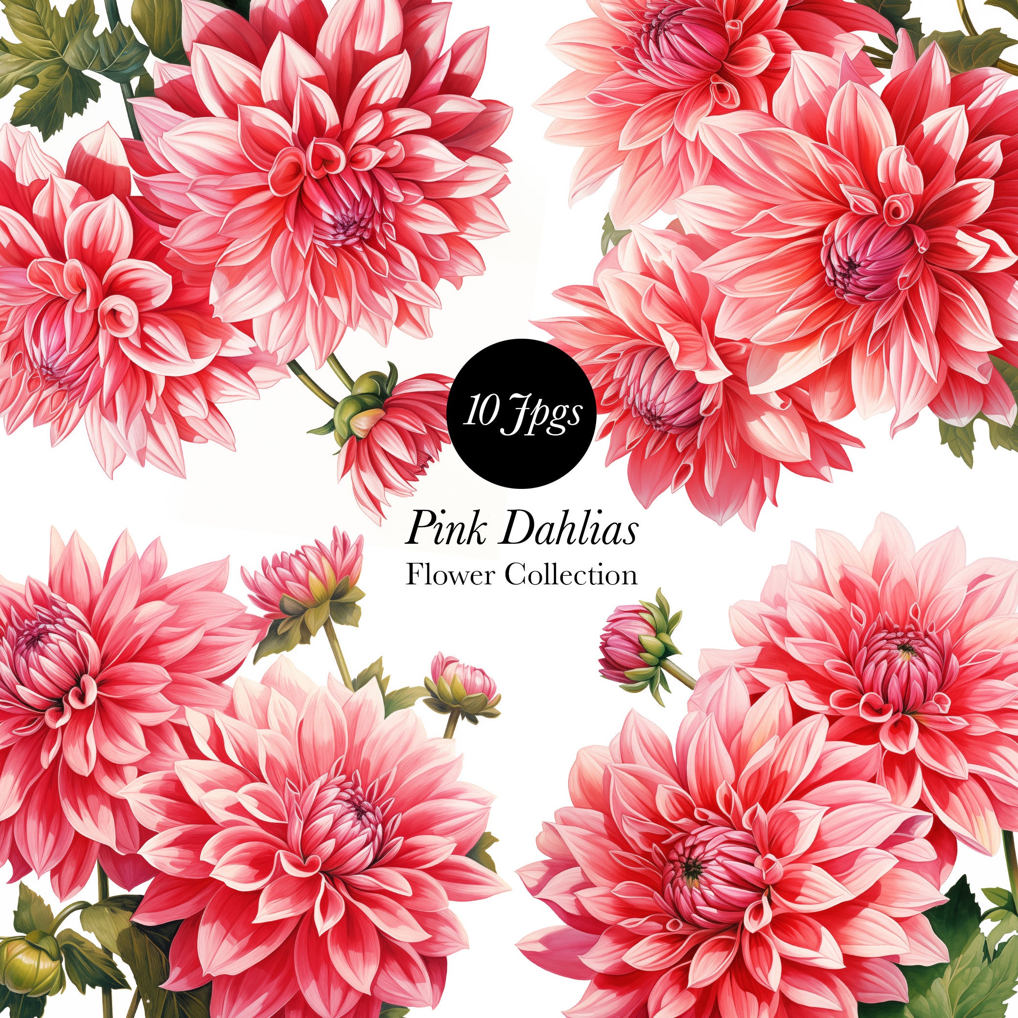 Pink Dahlias Clipart Collection, Pink Dahlias Illustration,pink Dahlias ...