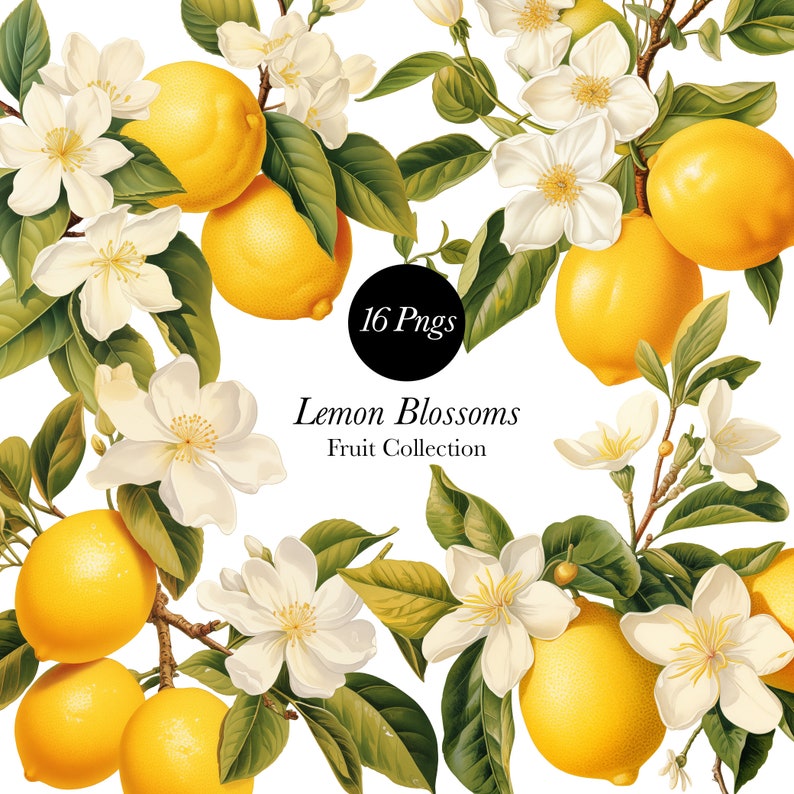 Lemon Blossom Clipart Set: Floral PNG Graphics (digital Download) - Etsy