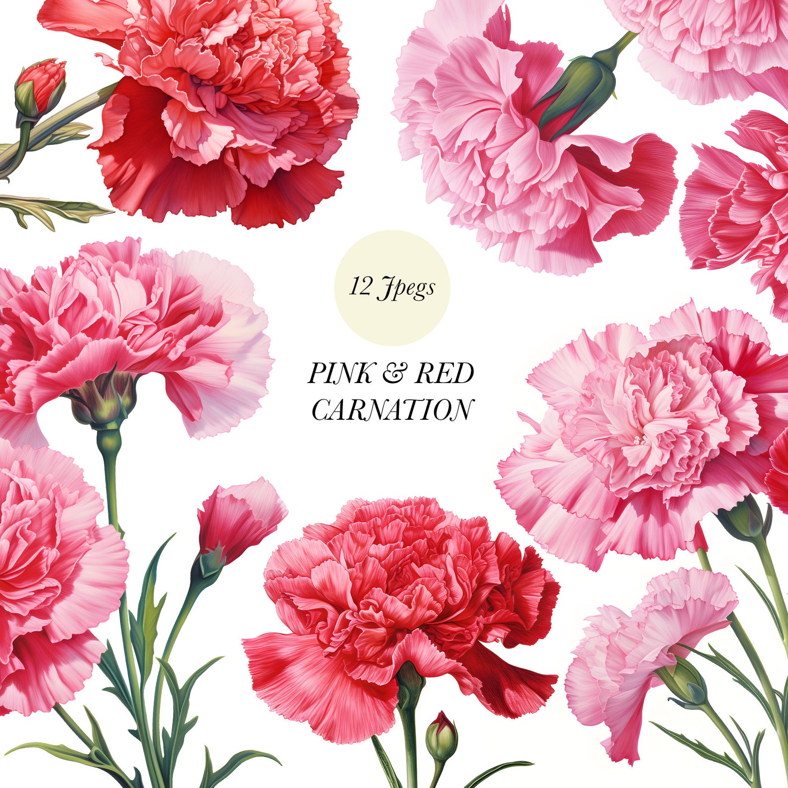 Pink and Red Carnation, Watercolour Carnation, Pink and Red Carnation ...