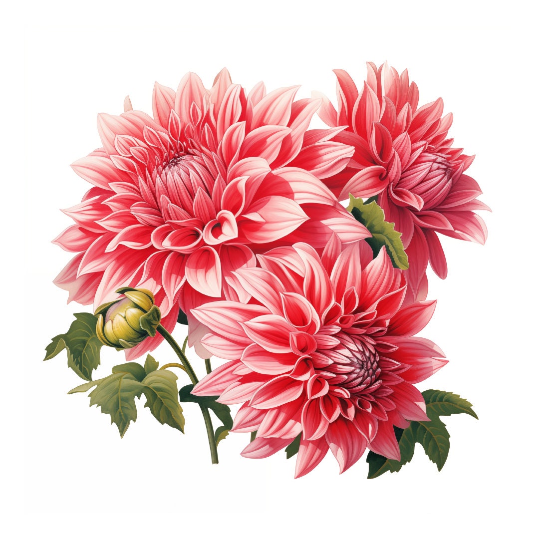 Pink Dahlias Clipart Collection, Pink Dahlias Illustration,pink Dahlias ...