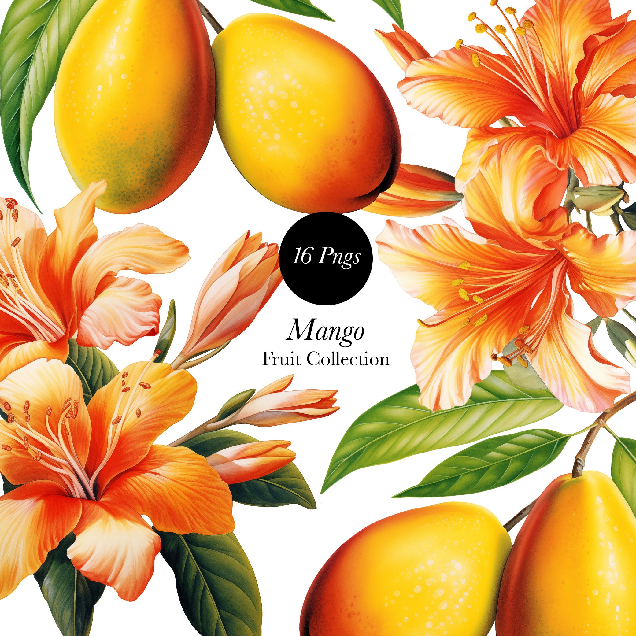 Mango Clipart Collection,mango Illustration, Mango Clipart , Mango Png ...