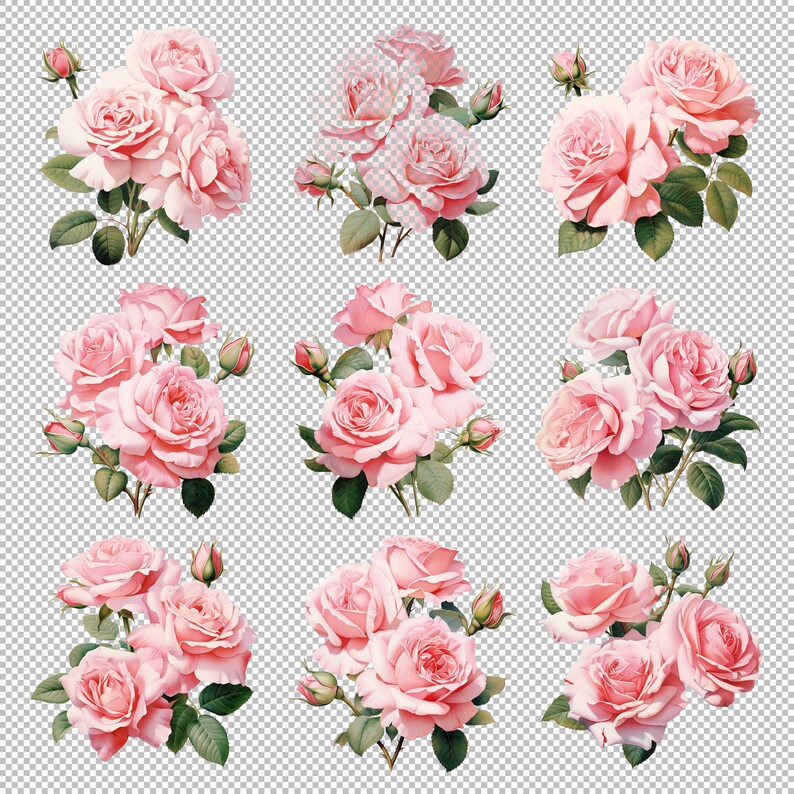 Pink Roses Collection, Watercolour Pink Roses, Pink Roses Illustration ...