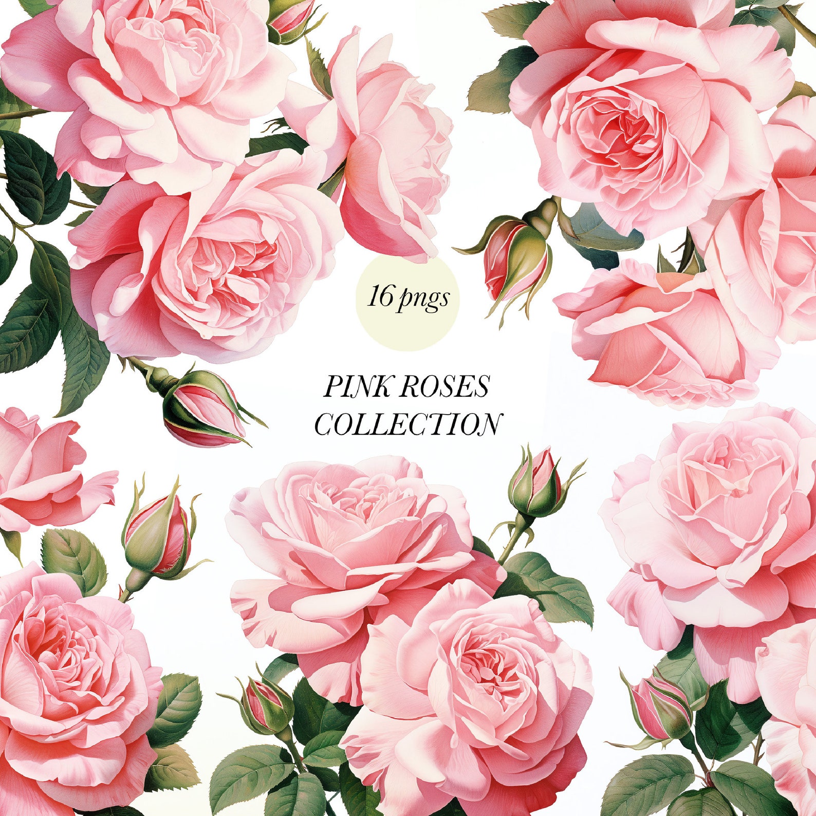 Pink Roses Collection, Watercolour Pink Roses, Pink Roses Illustration ...