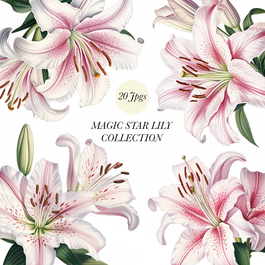 White Lily Collection, Watercolour White Lily, Magic Star Lily ...