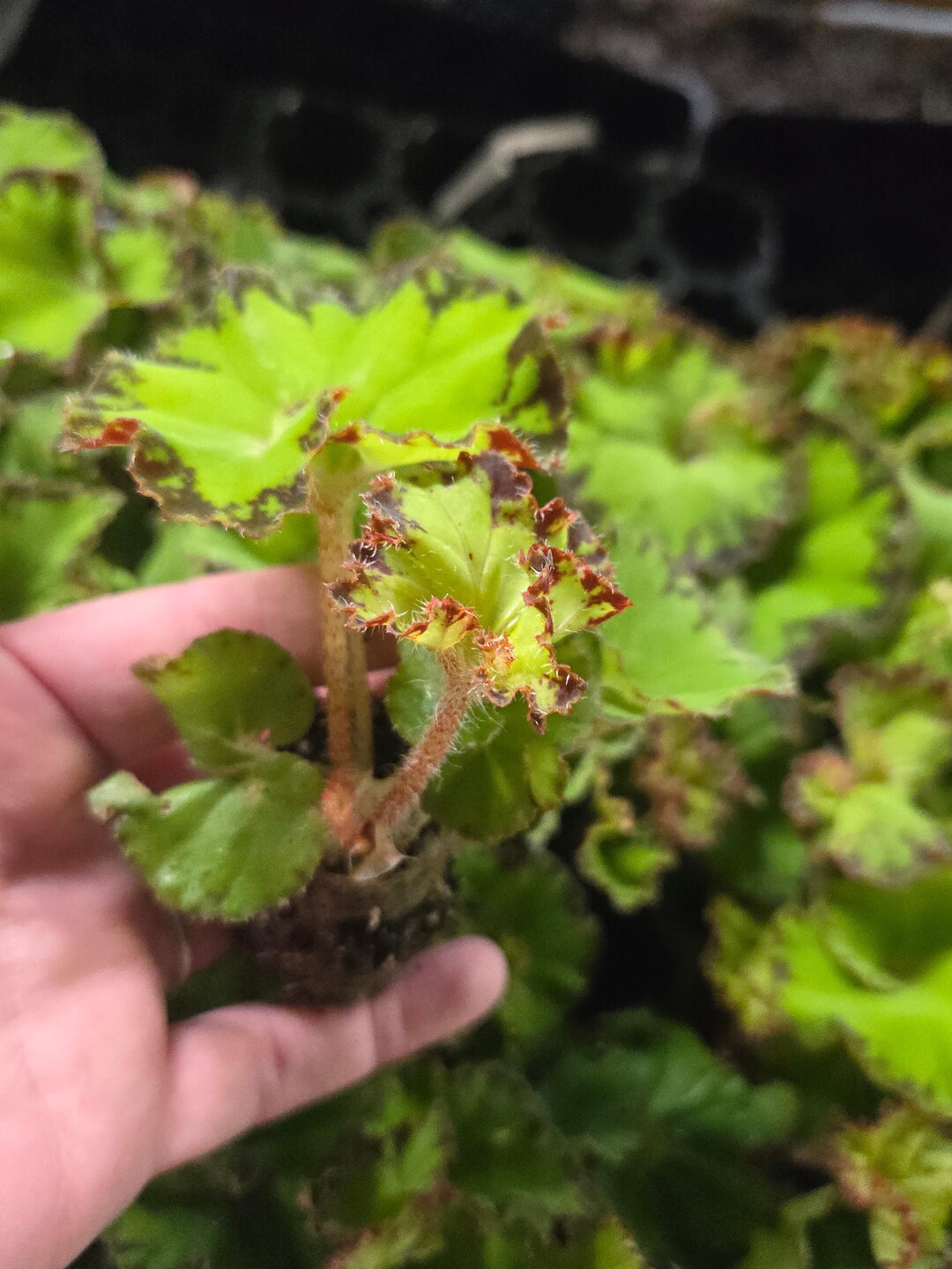 Begonia Rex 'RIVER NILE Live Plant - Etsy