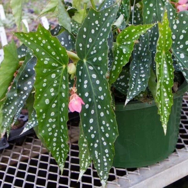 Butterfly Wing Plant - Etsy