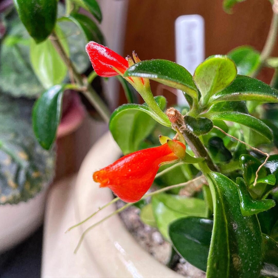 10 LOT of Assorted Houseplants - Etsy