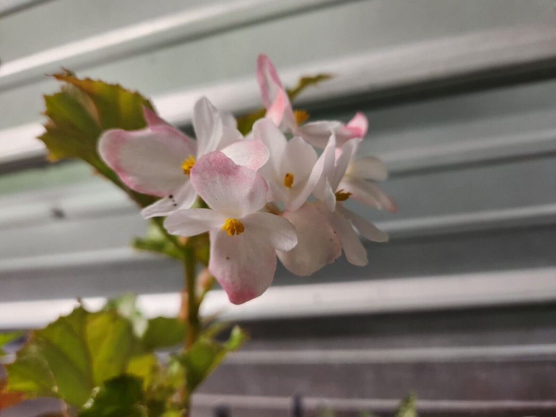 1 Live Big Angel Wing Richmondensis Begonia Rooted Blooming/blooming ...