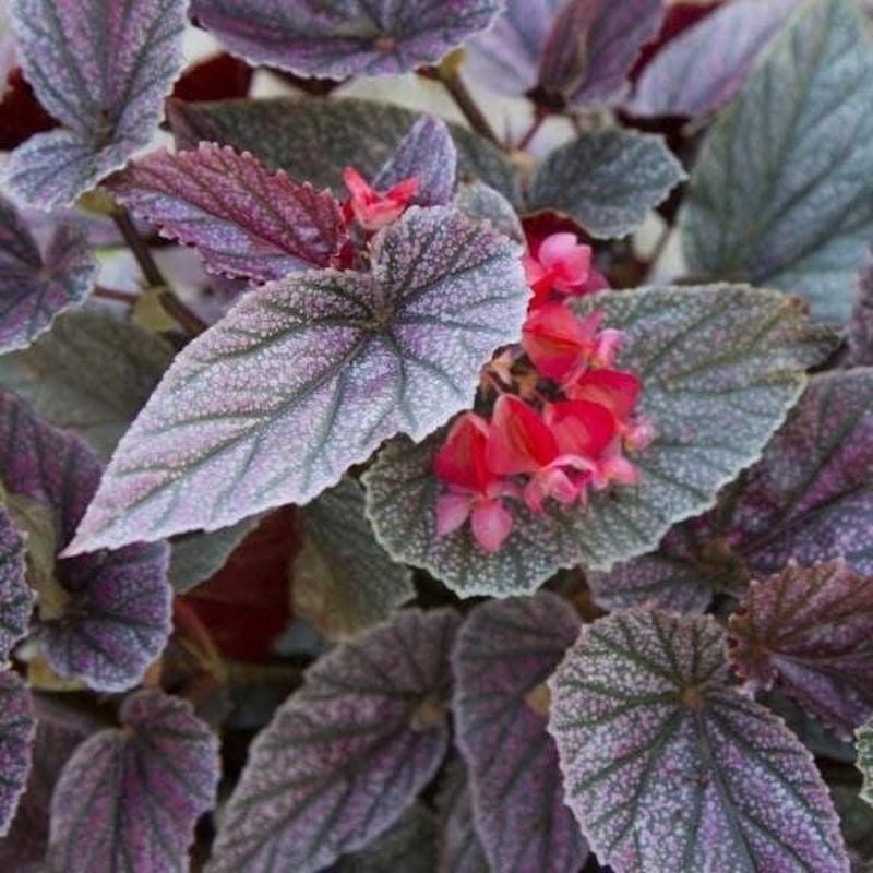 Butterfly Wing Plant - Etsy