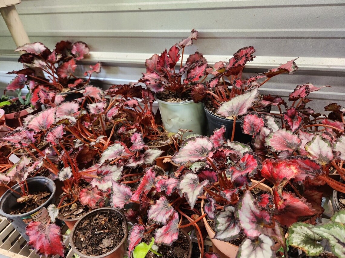 1 Large Red Robin Live Plant Rex Begonia - Etsy