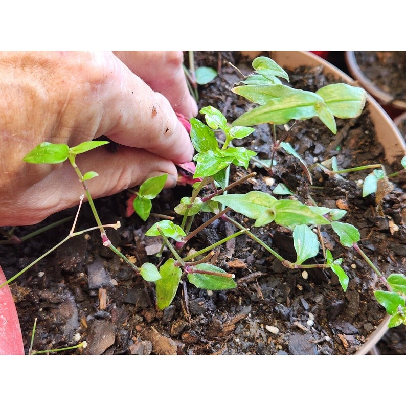 1 Live Rooted Starter Tradescantia tahitian Bridal - Etsy