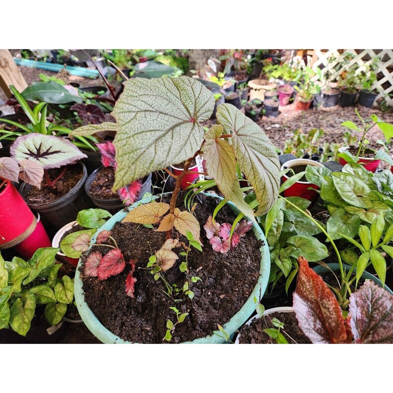 1 Live Rooted Starter Tradescantia tahitian Bridal - Etsy