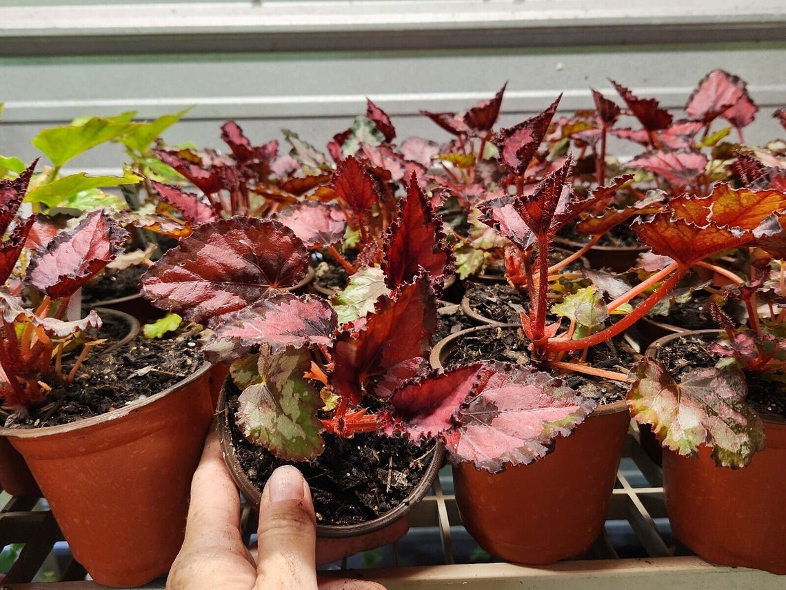 1 Large Red Robin Live Plant Rex Begonia - Etsy
