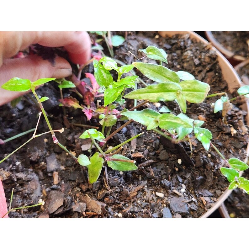 1 Live Rooted Starter Tradescantia tahitian Bridal - Etsy