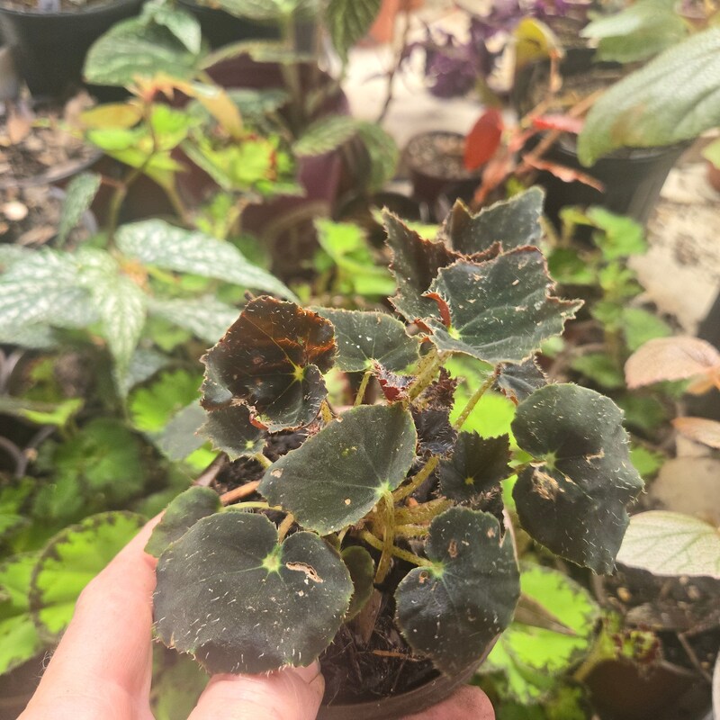 Rex Begonia - Etsy