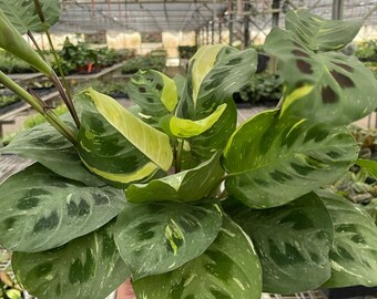 Variegated Maranta Prayer Plants, Beauty Kim Variegated, High ...