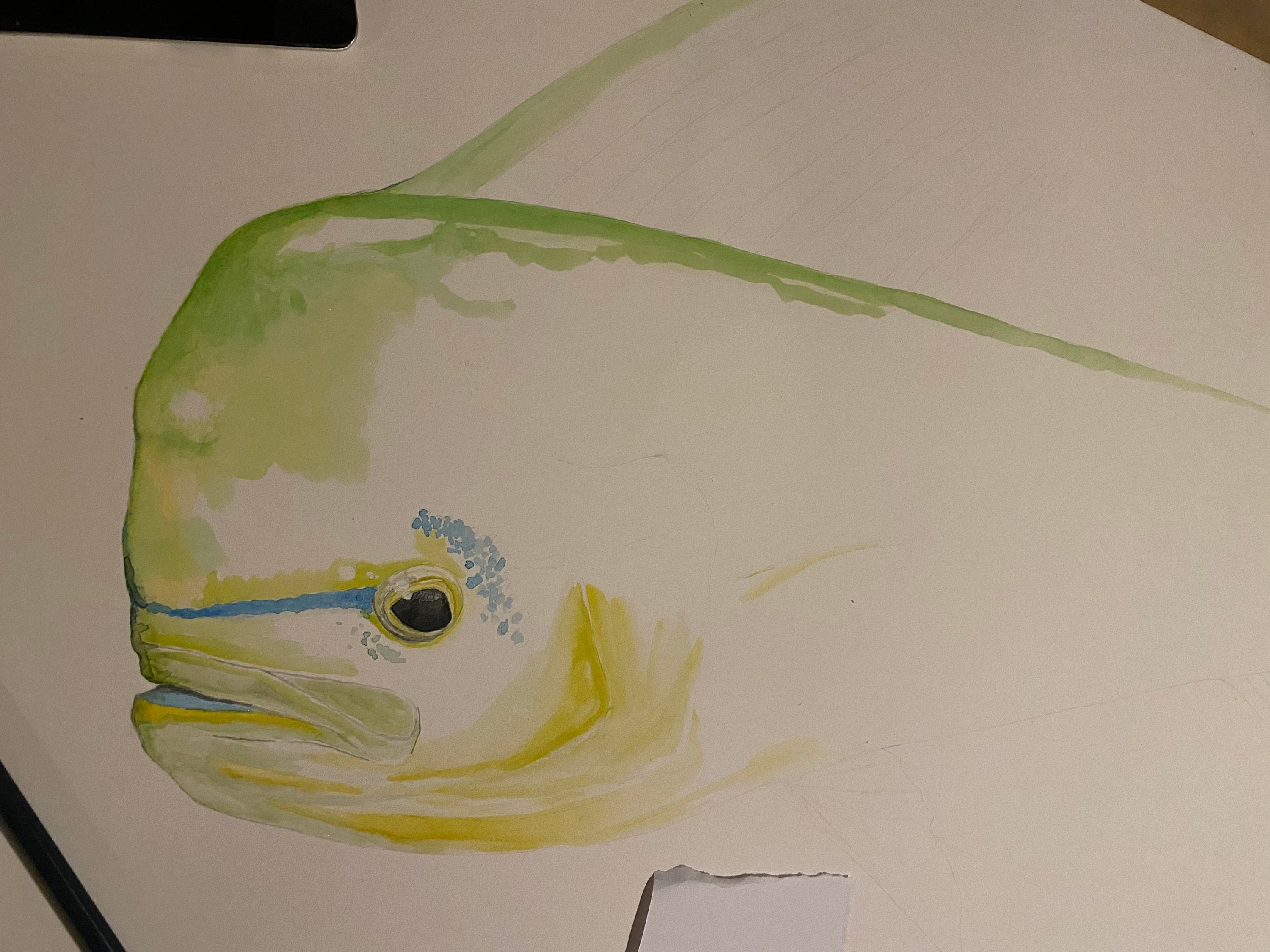 Watercolor Mahi Mahi, Colorful Fish, Dorado, Dolphin Fish - Etsy